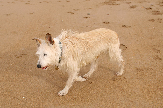 Wirehaired Portugese Podengo Medio: grahamrobinson — LiveJournal